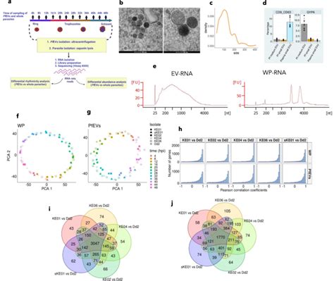 细胞外囊泡可能是一种推定的转录后调节机制，它塑造了恶性疟原虫的细胞内 Rna 水平 Nature Communications X Mol