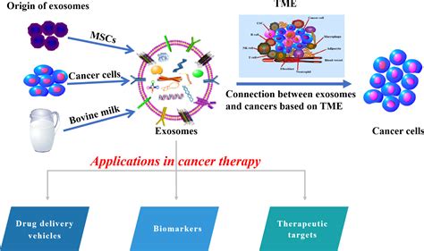 The Role Of Exosomes And Their Applications In Cancers Authorea