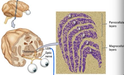 Exam Visual System Flashcards Quizlet Exam Visual System Flashcards Quizlet