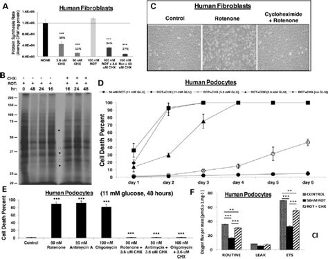 Cycloheximide Partially And Selectively Inhibits Translation To Rescue Download Scientific