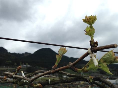 山のぶどう 福岡県うきは市の葡萄農家 巨峰の芽かぎ