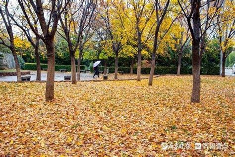 【齐鲁壹点】美！初冬已到秋色依然，山财大校园美得如此惊！ 山东财经大学新闻网