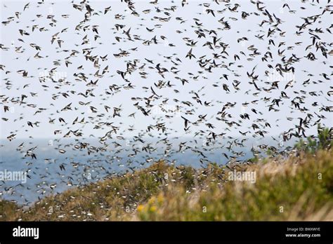 A Migrating Flock Of Tree Swallows At Cape May New Jersey Stock Photo