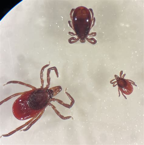 Tick Pictorial Identification Guide