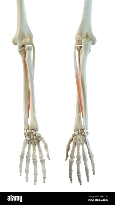 Extensor Digiti Minimi Cut Out Stock Images Pictures Alamy