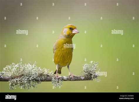 European Greenfinch Carduelis Chloris Greenfinch Sits On Branch Stock