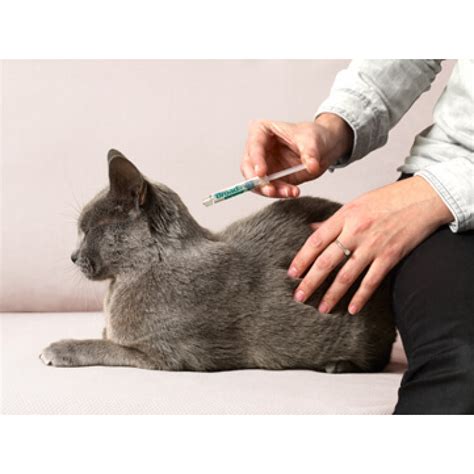 Nexgard Combo Cat