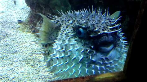 Why Do Pufferfish Puff Up YouTube