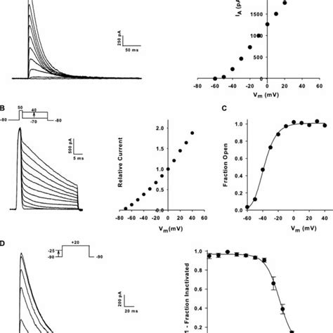T Type Ca²⁺ Current In Human Azf Cells The Voltage Dependent Gating