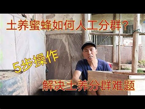土养蜜蜂如何人工分群5步回蜂分群法帮你解决土养分群难题 YouTube