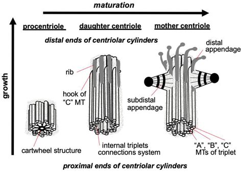 Centriole Dividing