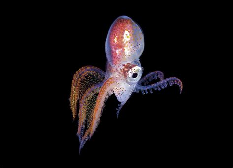 Octopus Sex Mating 8 ScienceBacked Facts You Cant Miss OctoNation The Largest Octopus
