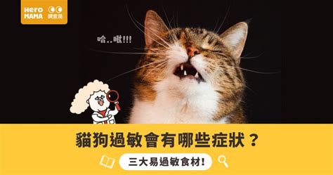 貓狗過敏症狀有哪些？3大致敏食物排行！減少貓狗過敏小撇步！ Heromama