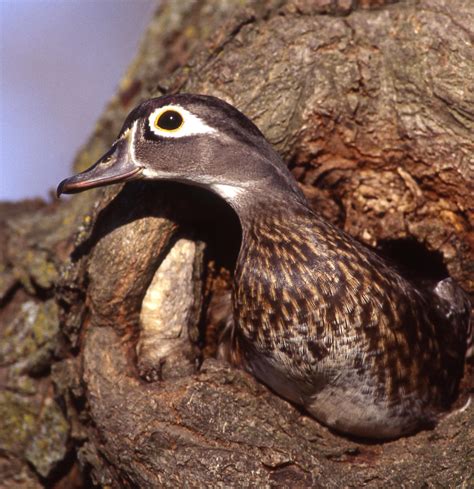 The Amazing Wood Duck Iowa Wildlife Federation