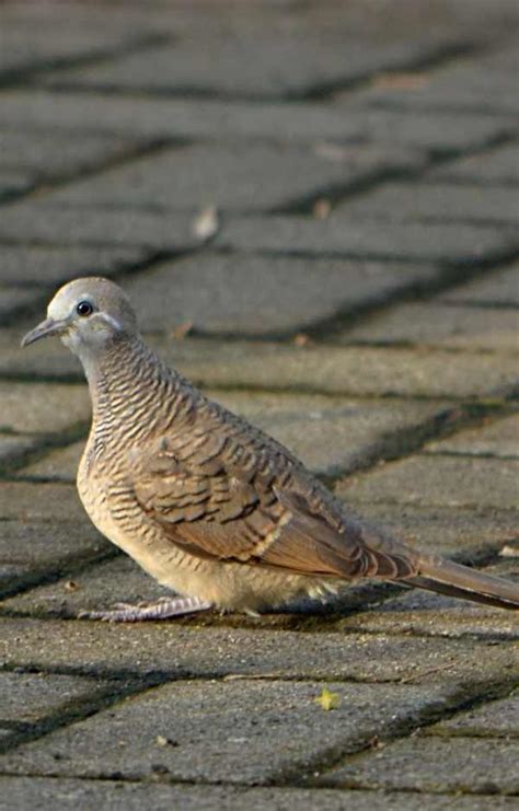 Kumpulan Suara Burung Perkutut Bangkok Gacor MP3 Binatang Peliharaan