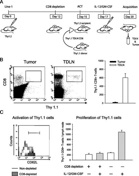 Central Role Of Tumor Associated Cd8 T Effector Memory Cells In