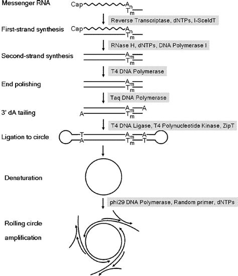 Indiscriminate Amplification Method Of Double Strand Cdna And Genomic Dna Eureka Patsnap