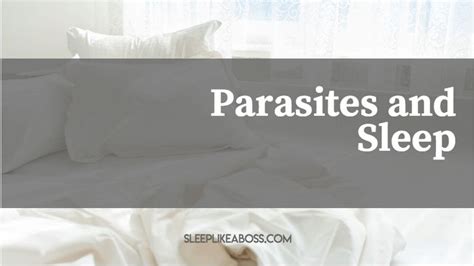 Parasites And Sleep How To Improve Your Sleep And Eliminate Parasites