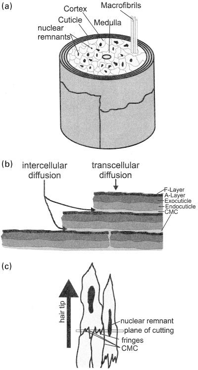 A Model Of Human Hair Shows The Main Morphological Structures Of The