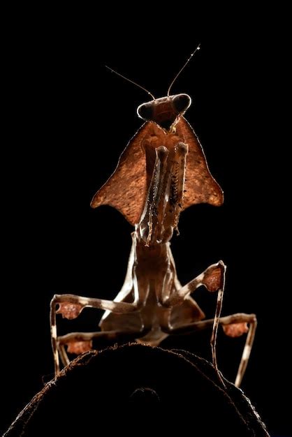 Premium Photo Dead Leaf Mantis In Dark Background