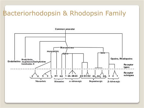 Receptors Types And Details Ppt