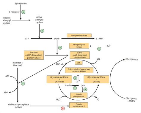 14 Carbohydrates Glycogen Metabolism Basicmedical Key
