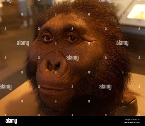 Paranthropus Robustus Reconstruction
