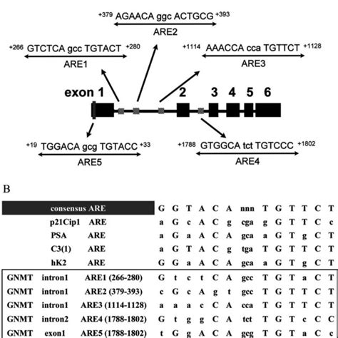 A Potential Are Motifs Within Gnmt Introns 1 2 And Exon 1 Coding