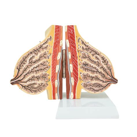 Walter Mammary Gland In Lactation Reproductive System Human Anatomy Biology