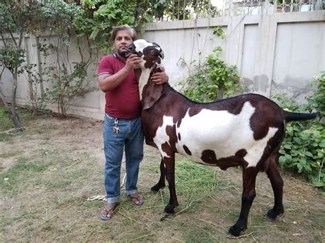 Bakra Show Multan Mashallah 2025 Ki Qurbani K Bakery For Sale
