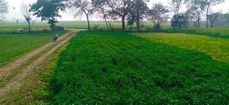 Agricultural Land 40 Bigha For Sale In Gunnaur Sambhal Rei1135070