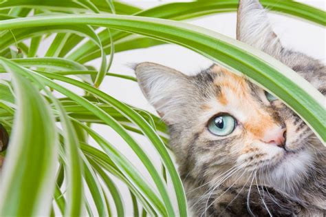 Как защитить комнатные растения от кошки? | Toxic plants for cats, Cat ...