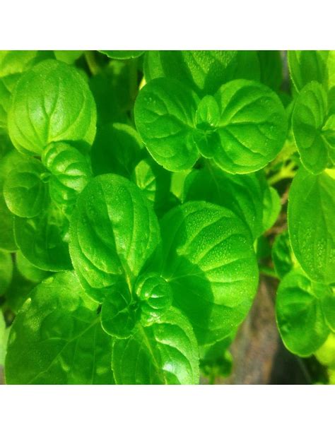 Menta Basilico In Vaso Da 14 Cm E Una Piante Ortaggi E Aromatiche
