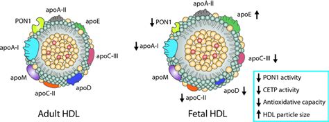 schematic representation of differences between adult and fetal hdl