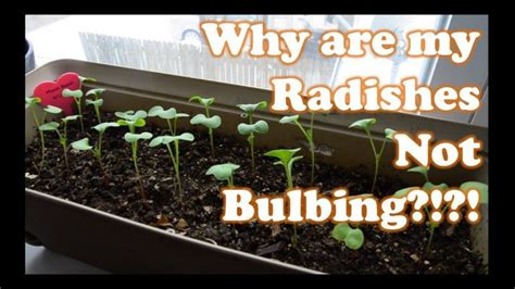 How To Grow Radishes Indoors Step By Step Guide 2024