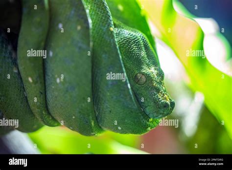 The Green Tree Python Morelia Viridis Is A Species Of Snake In The