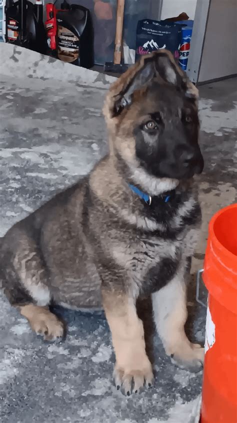 2 5month Ol Pupp Osso R Germanshepherds