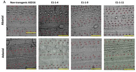 Altering Stomatal Density For Manipulating Transpiration And Photosynthetic Traits In Rice