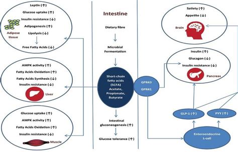 Schematic Representation Of Dietary Fiber Derived Short Chain Fatty