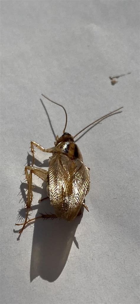 Cricket Or Cockroach Found In Home Stomped On One Time In Case That Impacts Sizeshape
