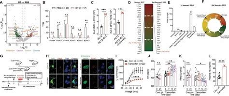 Immunity丨小胶质细胞能直接影响神经元的兴奋性？浙江大学史鹏 沈啸 谷岩团队合作揭示脑内免疫细胞的非免疫功能 脑医汇