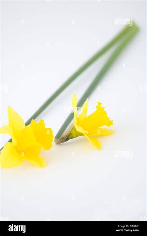 NARCISSUS GOLDEN HARVEST DAFFODIL ON A WHITE BACKGROUND Stock Photo Alamy