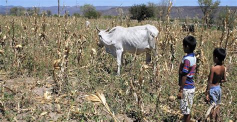 La Sequía Y Las Altas Temperaturas Ponen En Peligro La Producción De