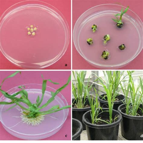 Pdf Highly Efficient Sorghum Transformation