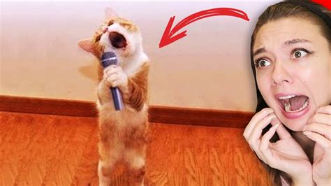 ПОПРОБУЙ НЕ ЗАПЛАЧЬ ОТ СМЕХА 😲 ОЧЕНЬ СМЕШНЫЕ КОТЫ и СОБАКИ из ТИКТОК