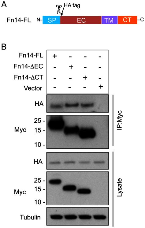 A Schematic Representation Of The Expression Construct Encoding The Download Scientific