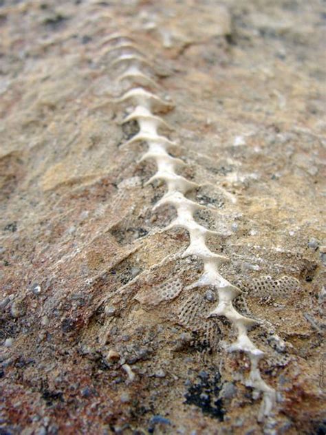Best Images About FOSSILS On Pinterest Natural History Green River And Dinosaur Eggs