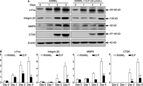 Dp Supressed Osteoclast Marker Protein Expression A Representative