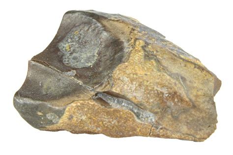 65 Fossil Dinosaur Leptoceratops Shed Tooth Wyoming 289190 For