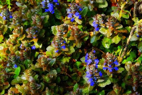 Ground By Ewbtech On Deviantart